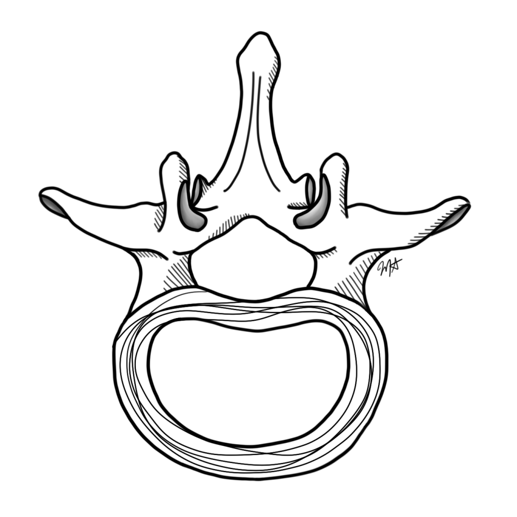 Anatomical Doodles | www.mikaelastiver.com