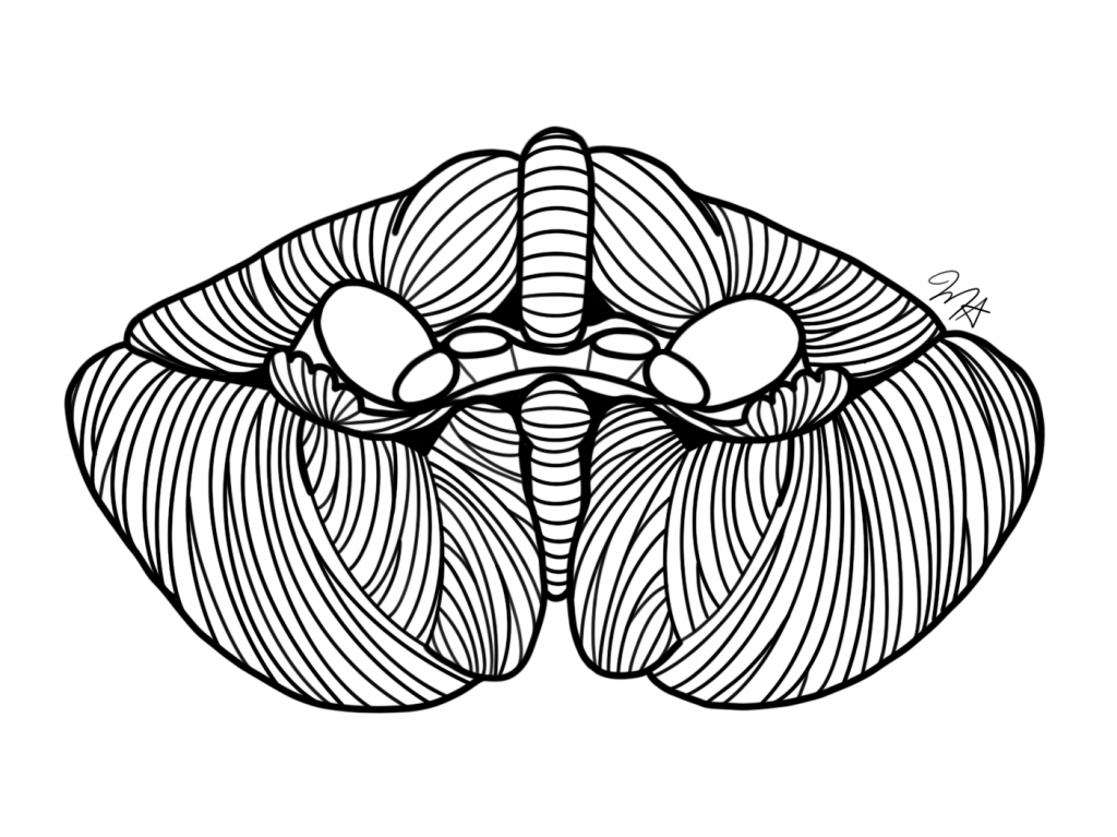 Anatomical Doodles | www.mikaelastiver.com