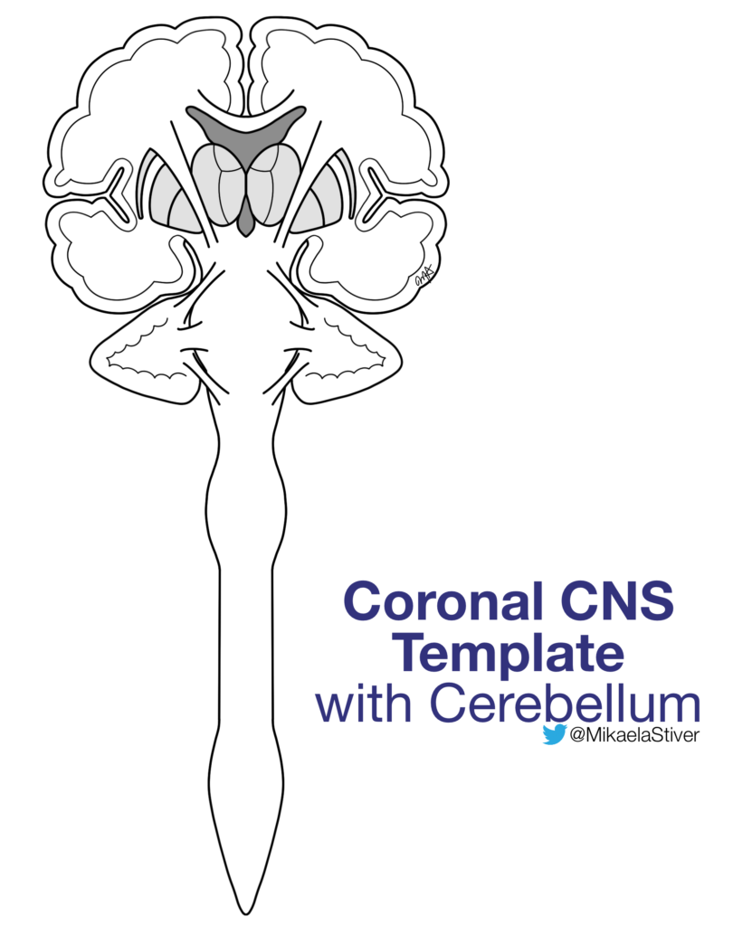 Anatomical Doodles | www.mikaelastiver.com