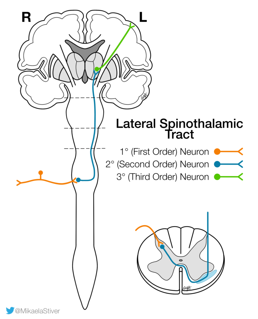 Anatomical Doodles | www.mikaelastiver.com