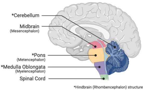 Neuroanatomy